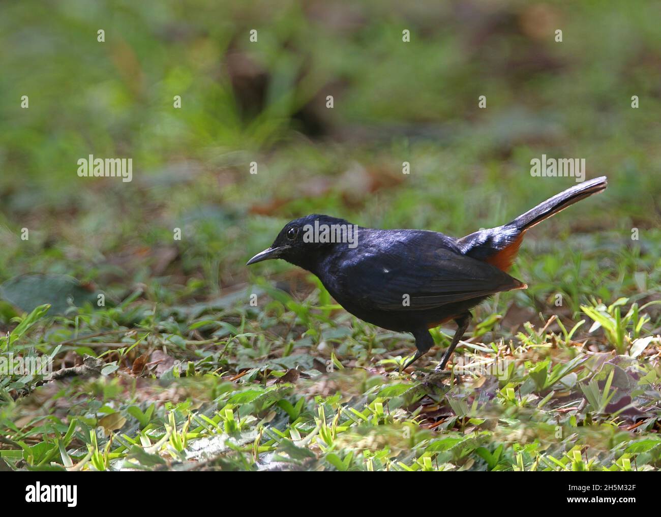 Black robin hi-res stock photography and images - Alamy