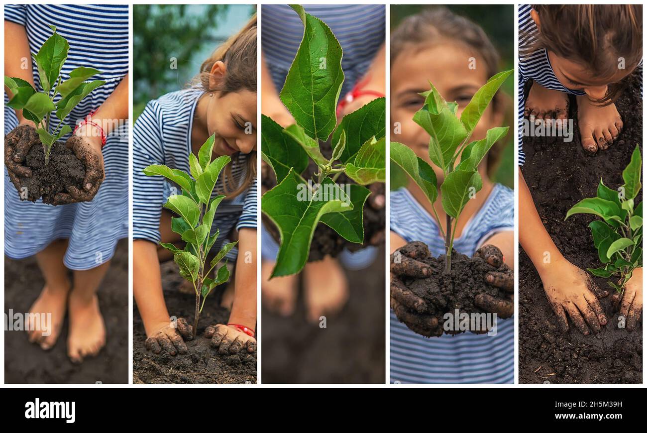 Child plants a tree collage. Selective focus. Nature Stock Photo - Alamy