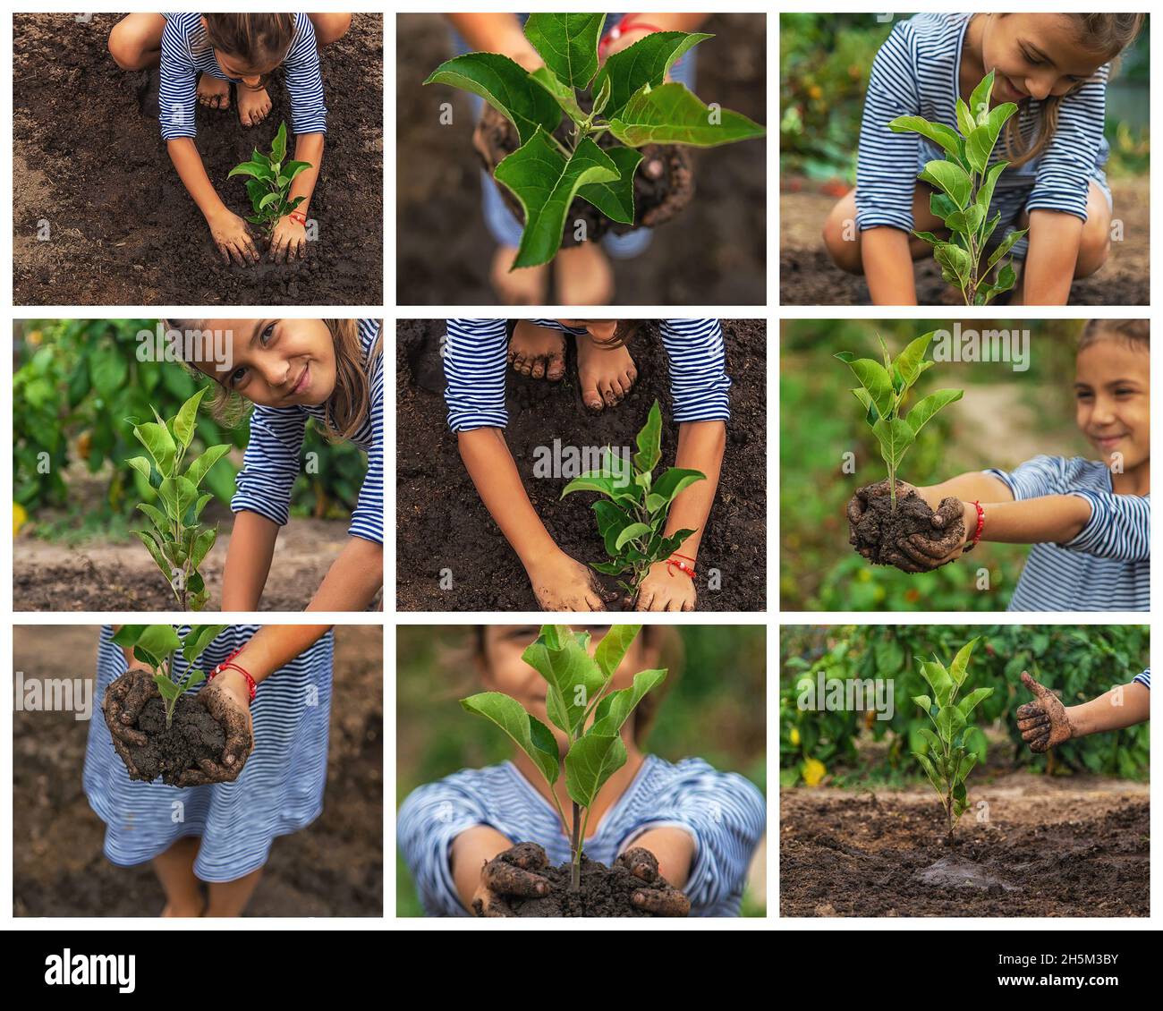 Child plants a tree collage. Selective focus. Nature Stock Photo - Alamy