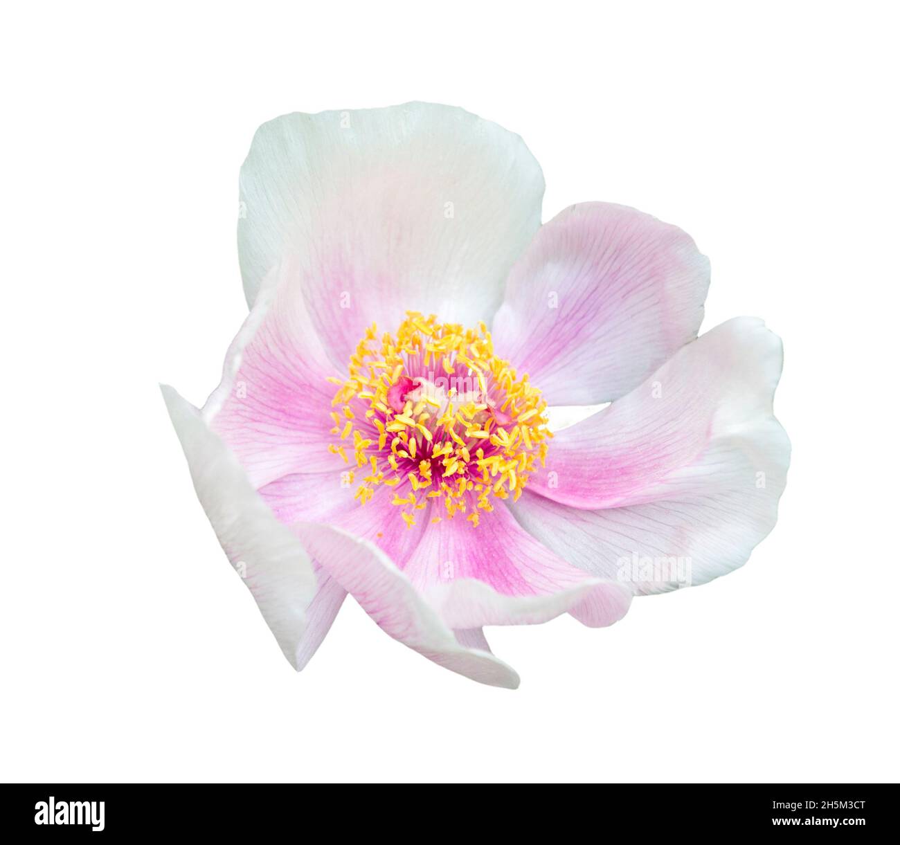 large flower of white pink tree peony isolated on white background ...