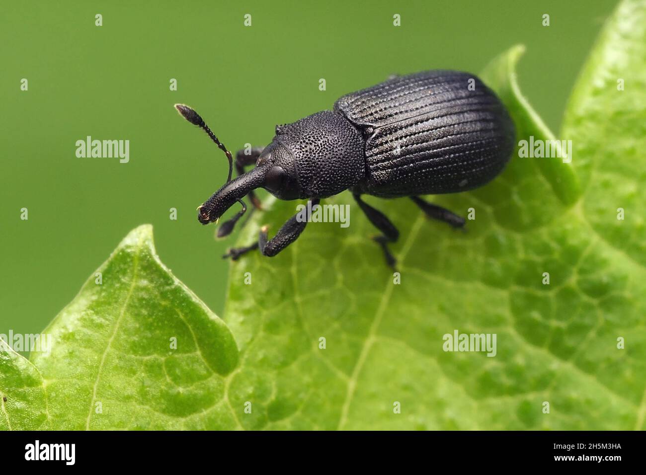 Magdalis sp hi-res stock photography and images - Alamy