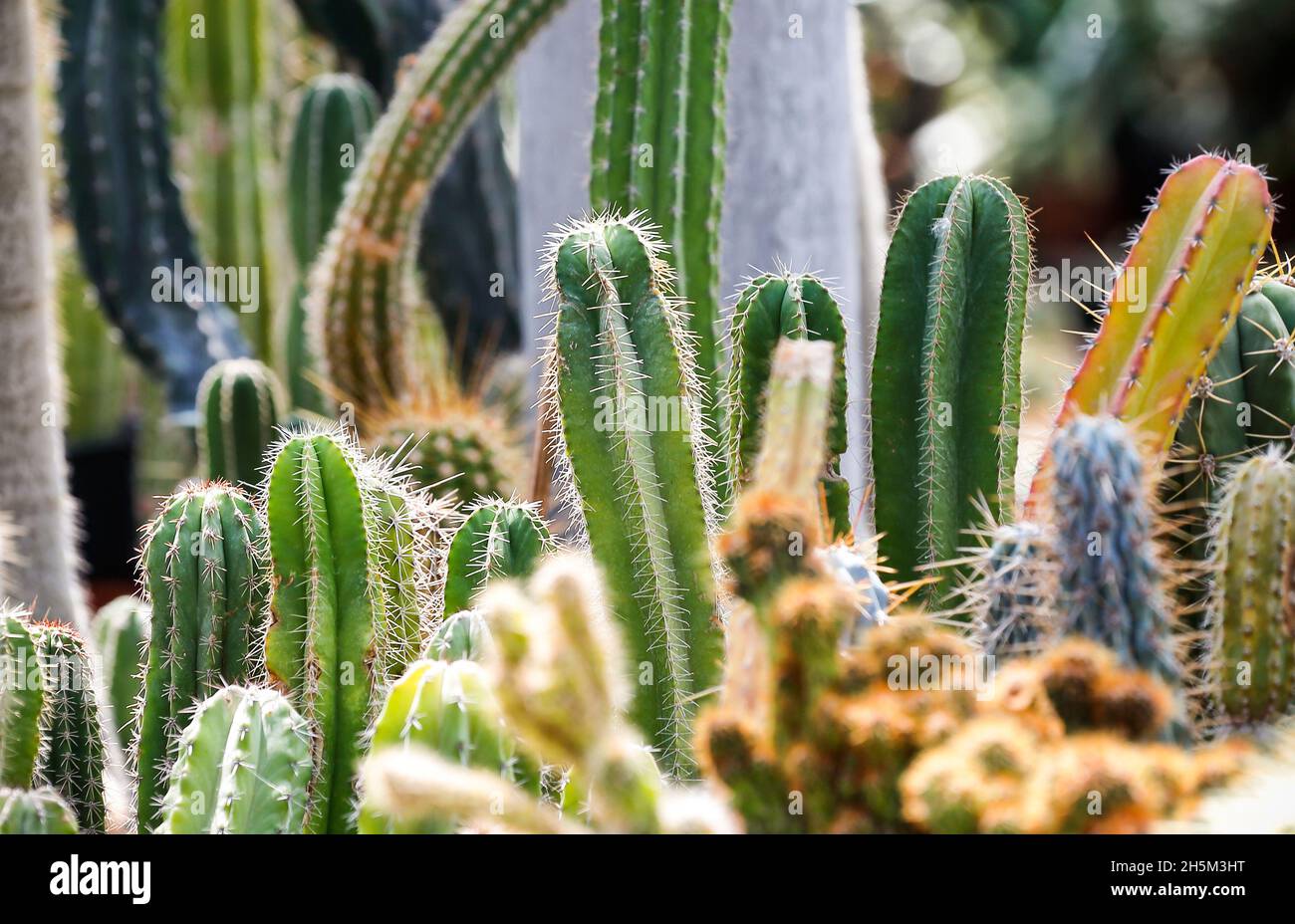 Group different cactus plants hi-res stock photography and images - Alamy