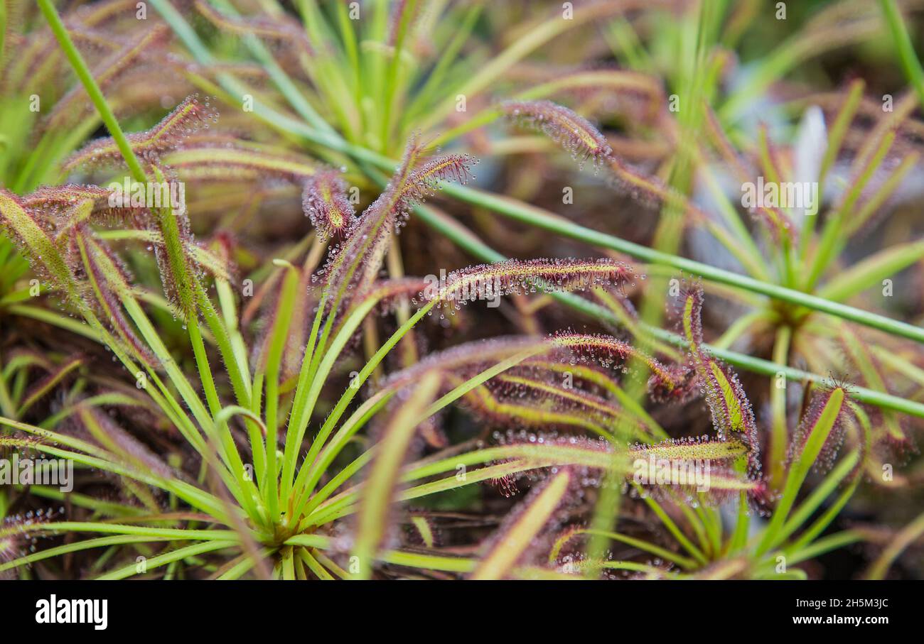 Drosera capensis known as the Cape sundew Stock Photo - Alamy