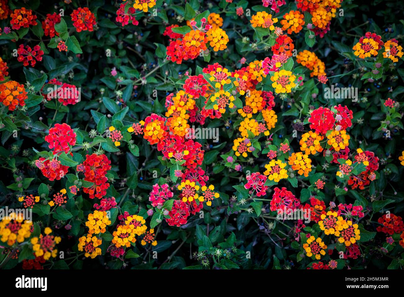 Umbelanterna Lantana camara, or big-sage, wild-sage, red-sage, white ...