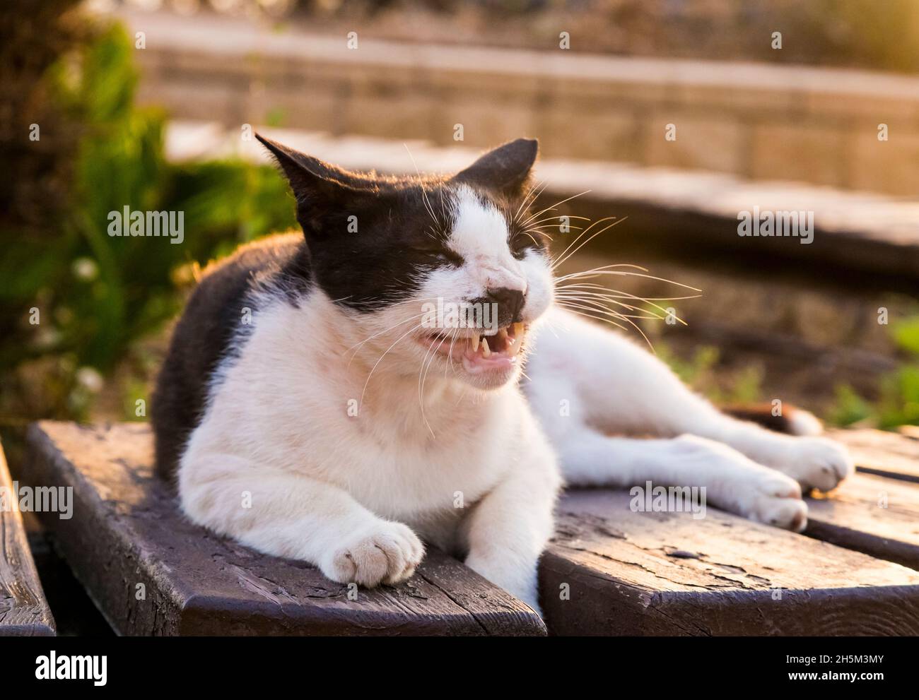 Aggressive domestic cat hisses and grins Stock Photo - Alamy
