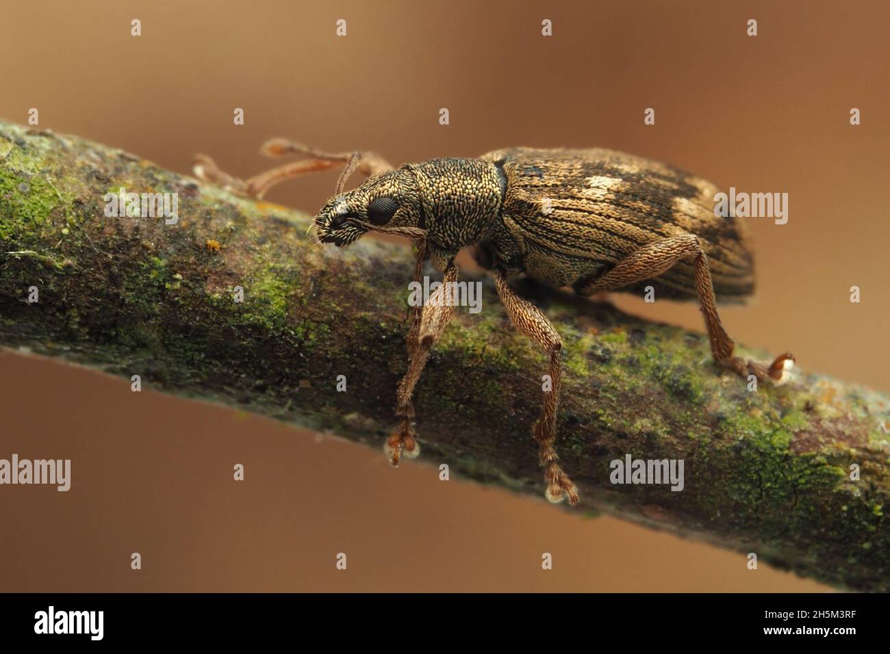 Polydrusus tereticollis weevil at rest on branch. Tipperary, Ireland ...