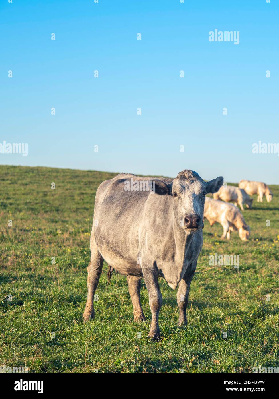 Latvian blue cow hi-res stock photography and images - Alamy