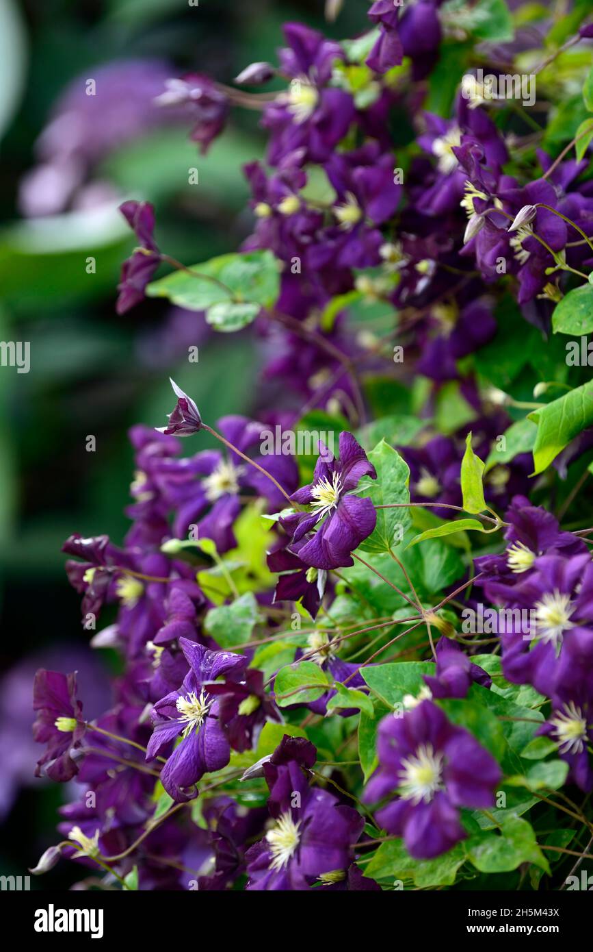 Clematis etoile violette wall hi-res stock photography and images - Alamy