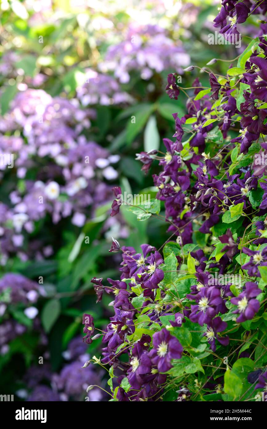 Clematis etoile violette wall hi-res stock photography and images - Alamy