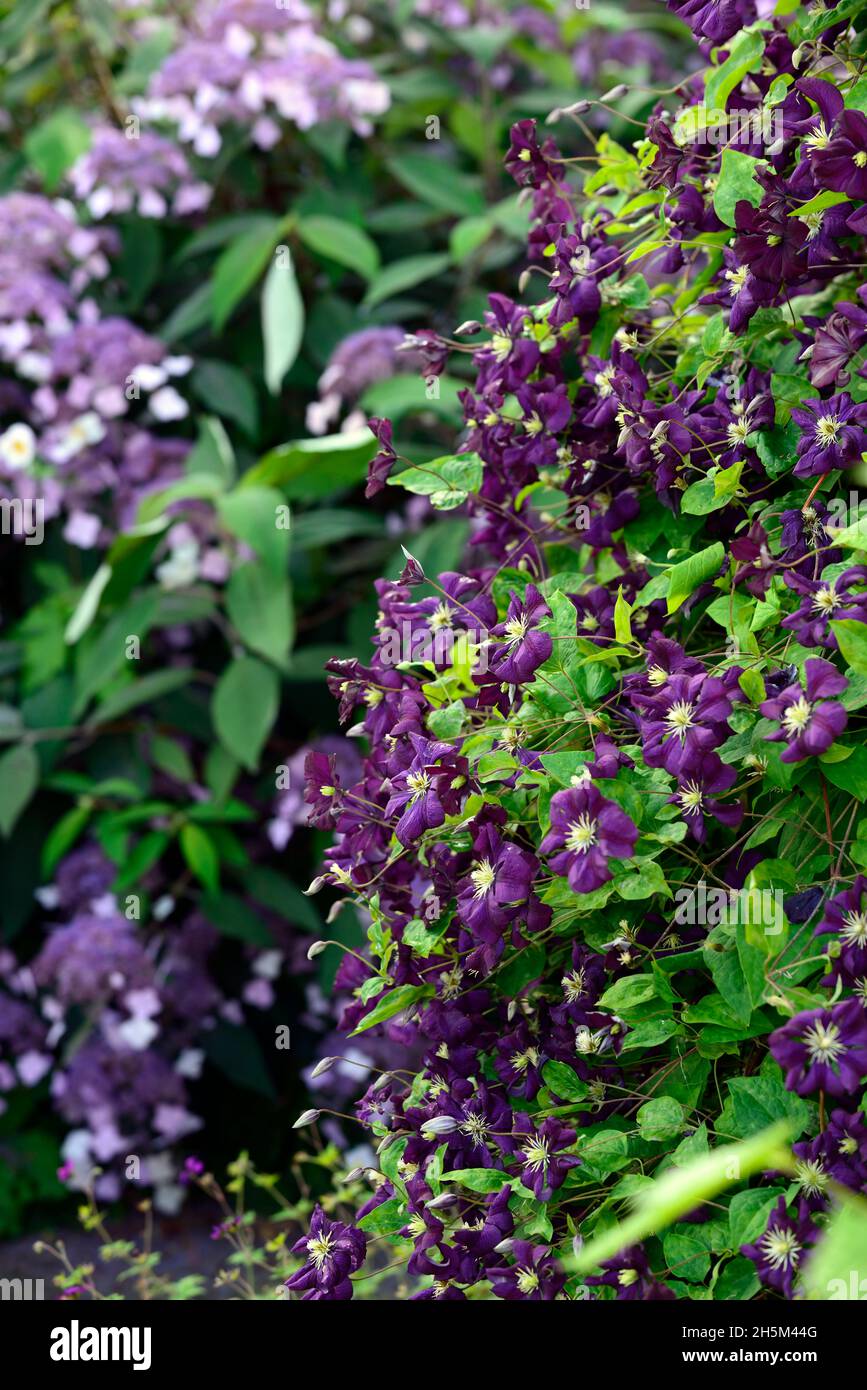 Clematis etoile violette wall hi-res stock photography and images - Alamy
