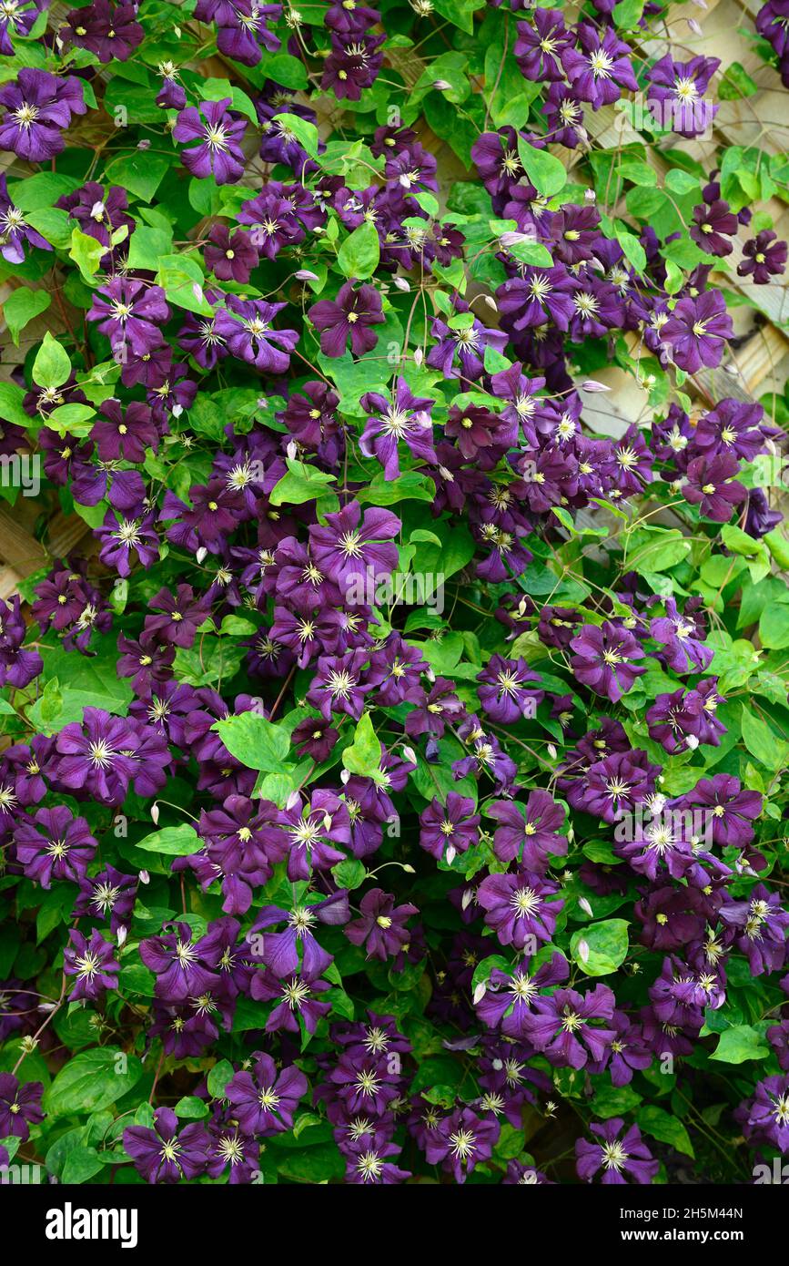 Clematis etoile violette wall hi-res stock photography and images - Alamy