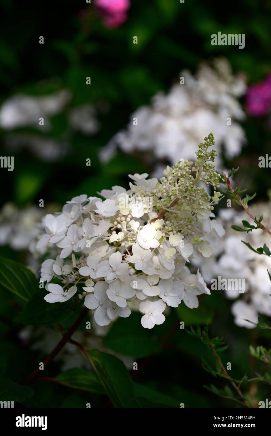hydrangea paniculata,white,flower,flowers,flowering,inflorescence ...