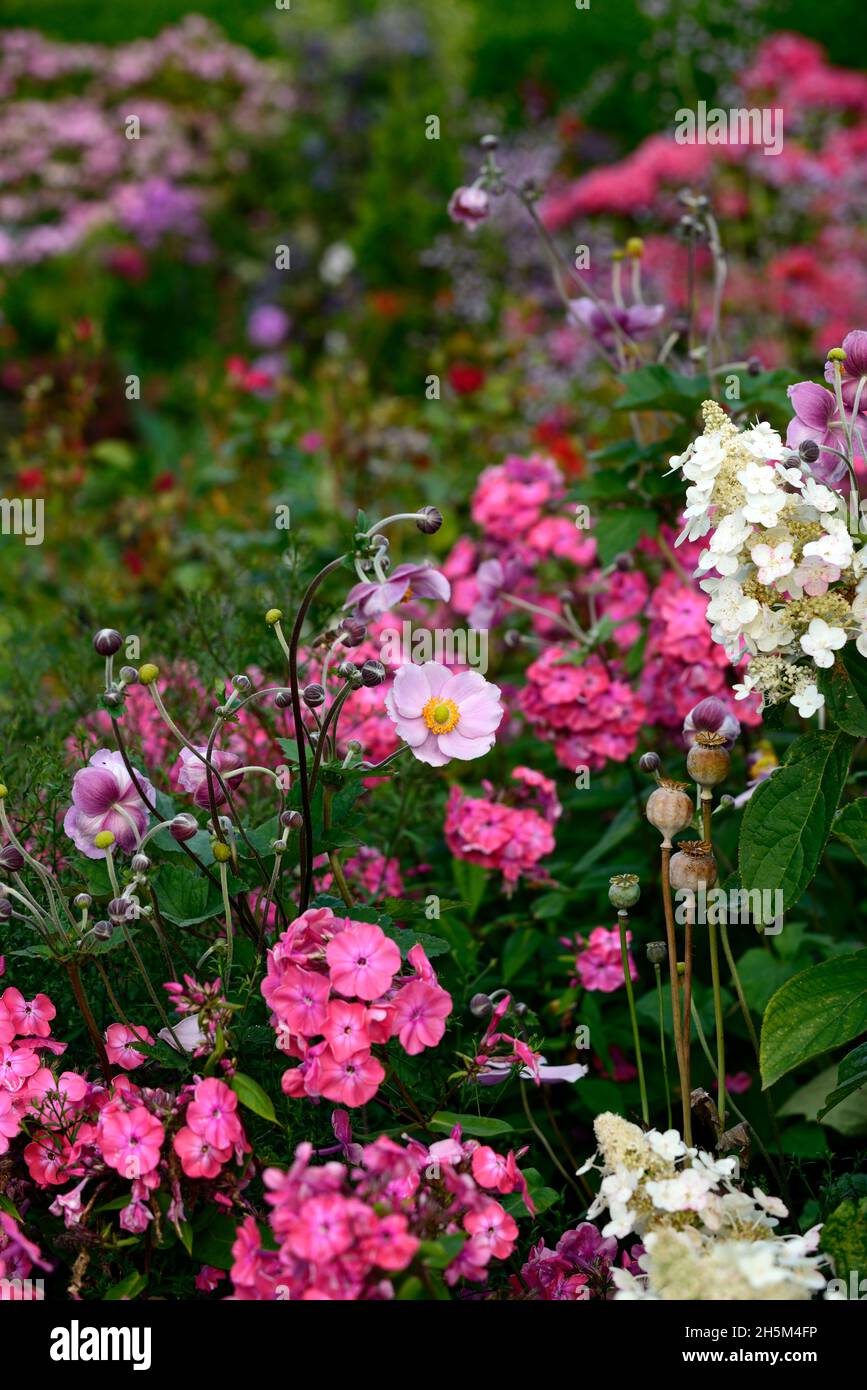 pink phlox,anemone japonica,hydrangea paniculata,white,flower,flowers ...