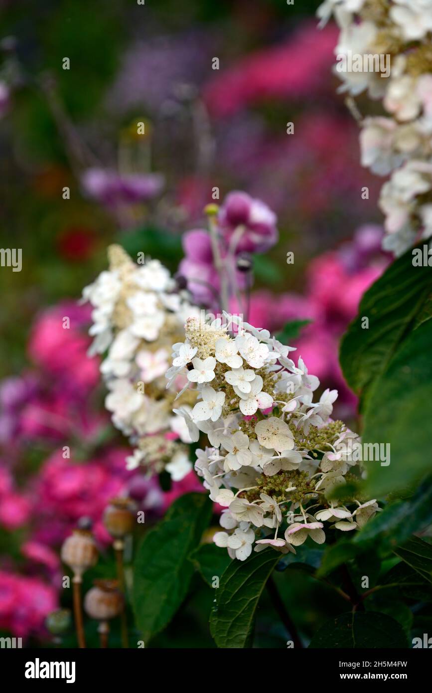 hydrangea paniculata,white,flower,flowers,flowering,inflorescence ...