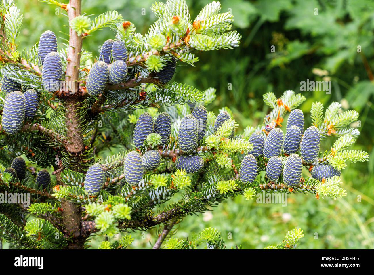 Bluecone hi-res stock photography and images - Alamy