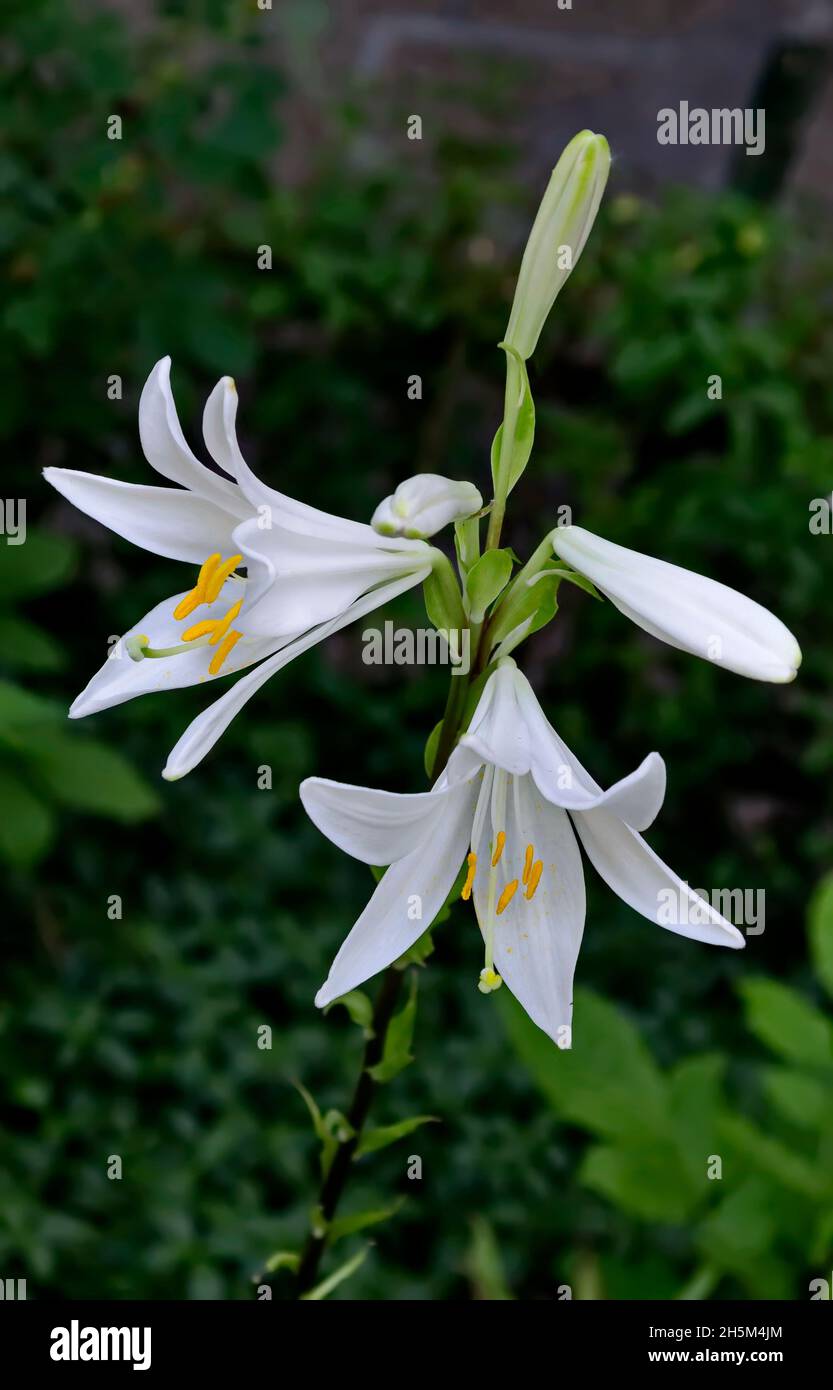Madonna lily lilium candidum hi-res stock photography and images - Alamy
