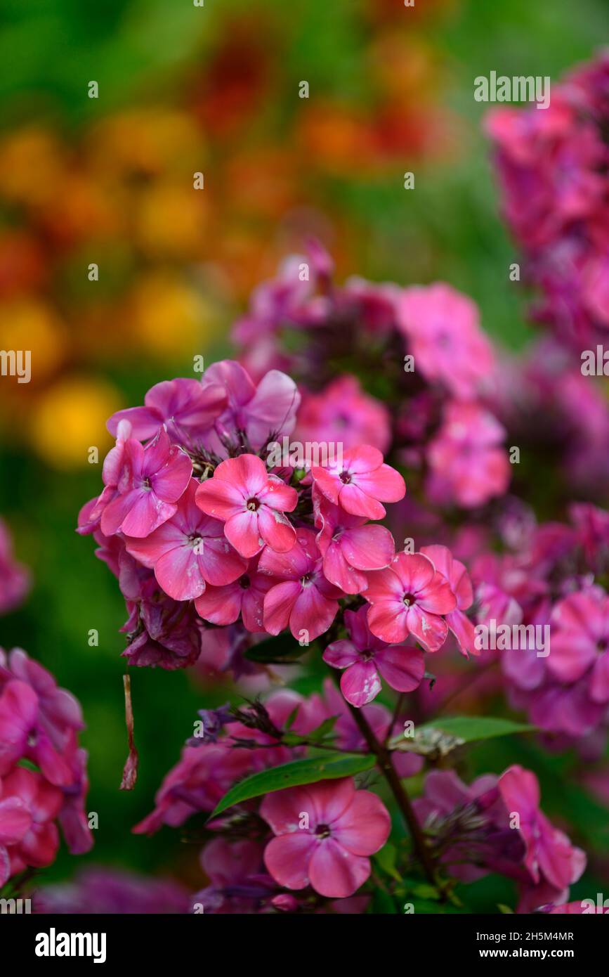 Phlox paniculata pink flame hi-res stock photography and images - Alamy