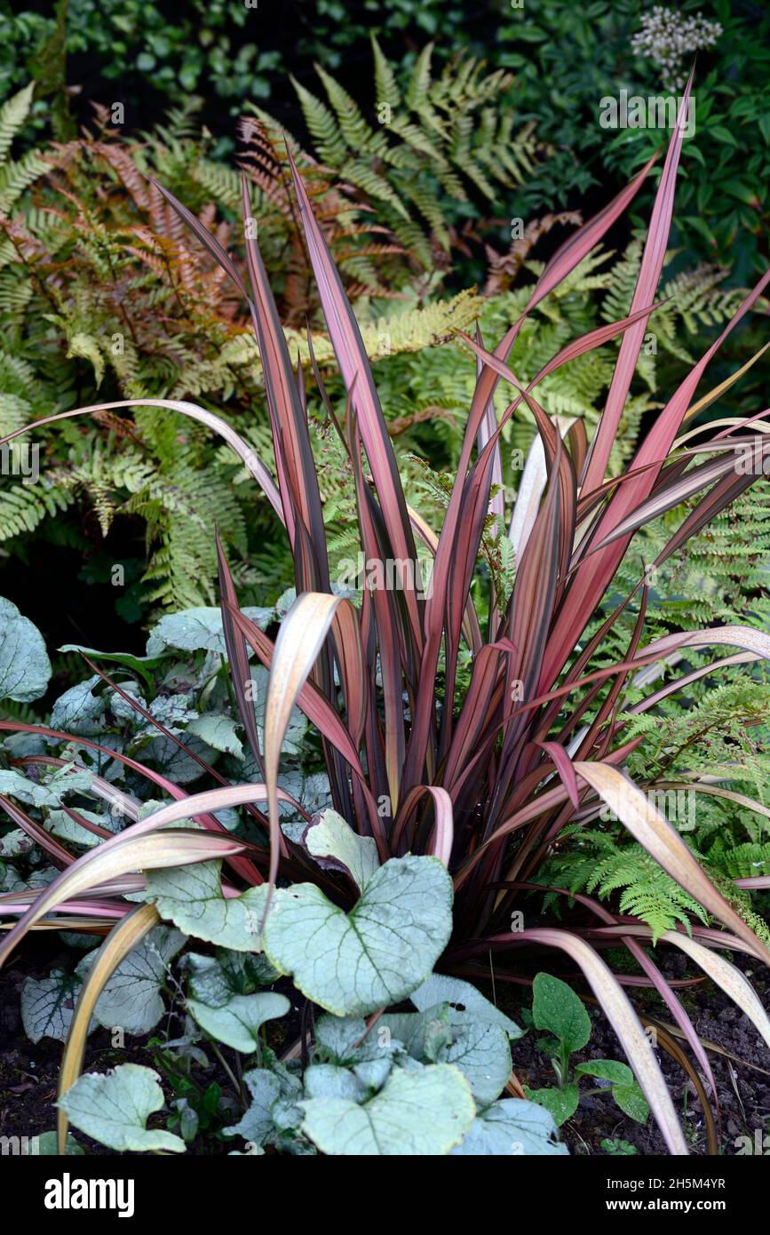 Phormium Pink Panther,New Zealand Flax,foliage,leaves,bright pink red ...