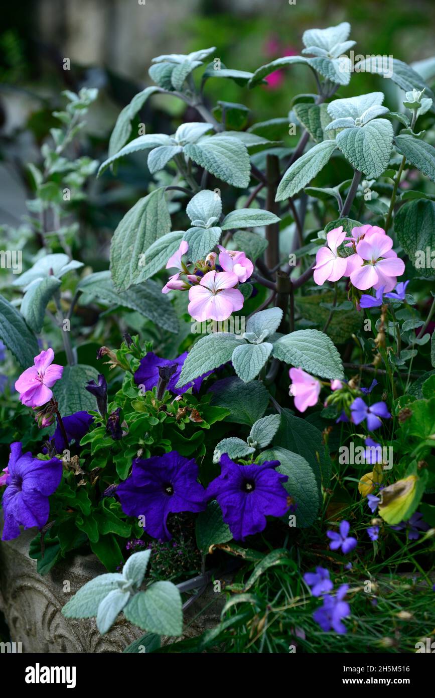 Soft planting hi-res stock photography and images - Alamy