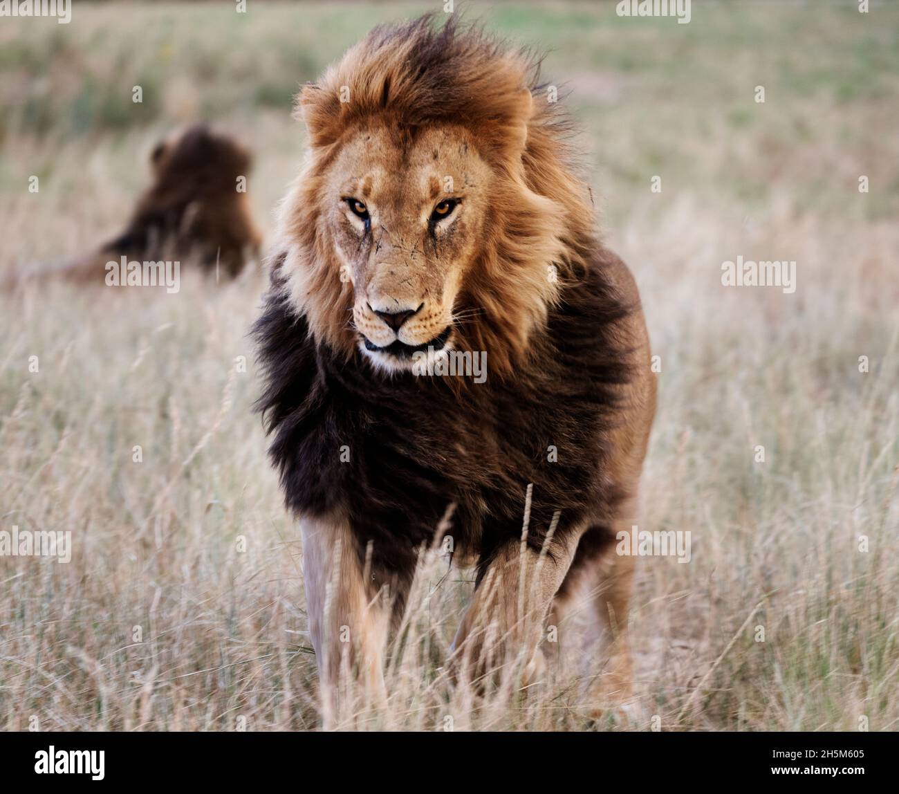 Lions in the grass at the Wild Animal Sanctuary near Keenesburg ...