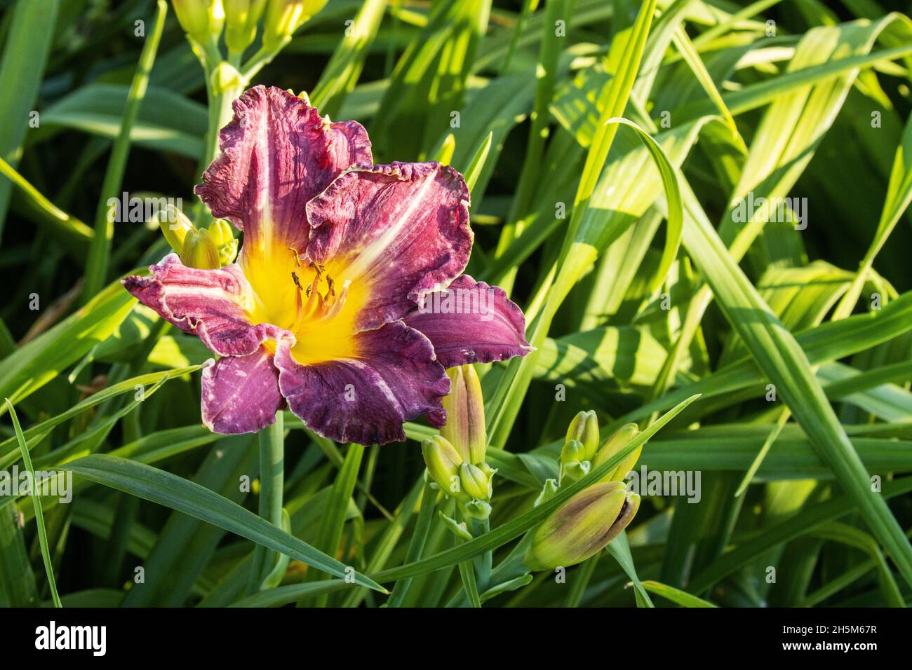 Purple colored Daylily, Hemerocallis in a lush garden in Estonian ...