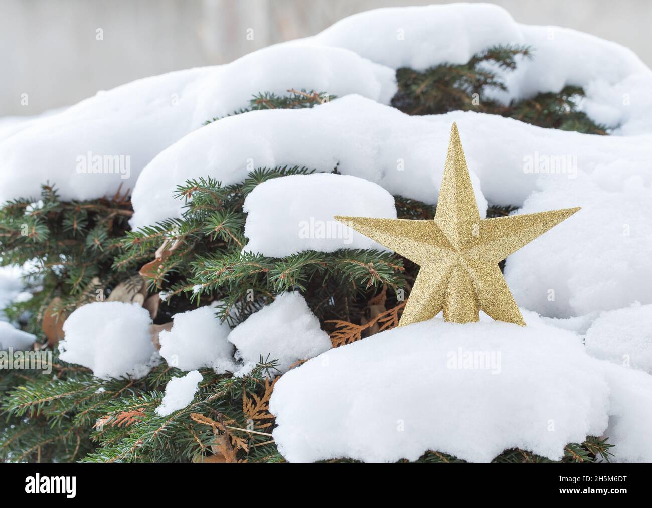 Golden star christmas decoration on pine tree. Can be used as a whole ...