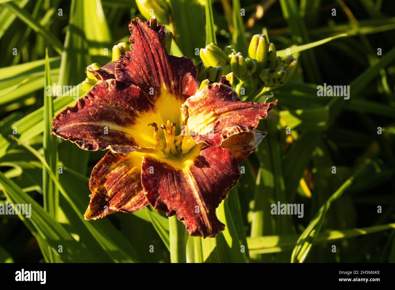 A beautiful dark red Daylily, Hemerocallis in a lush garden in Estonian ...