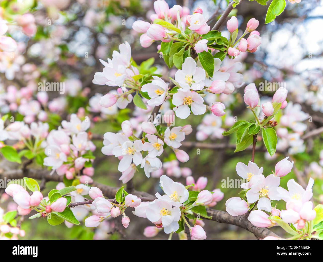 Fresh Apple tree pink flowers and leaves, spring background Stock Photo ...
