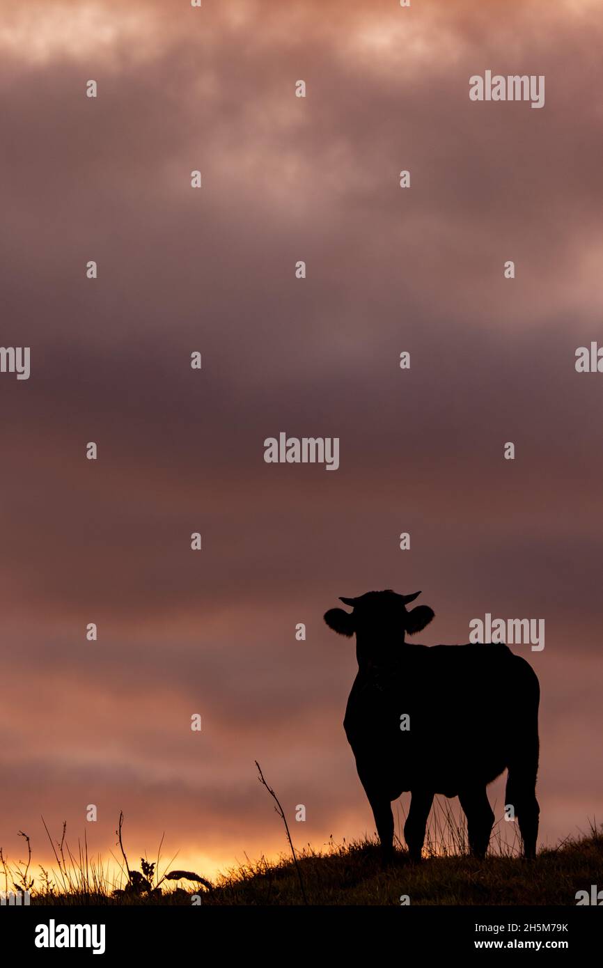 Cow during sunset, outdoors on pasture, silhouette Stock Photo - Alamy