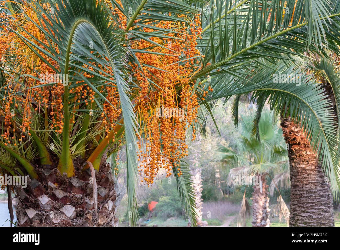 Golden yellow dates ripening on a date palm tree in afternoon light ...