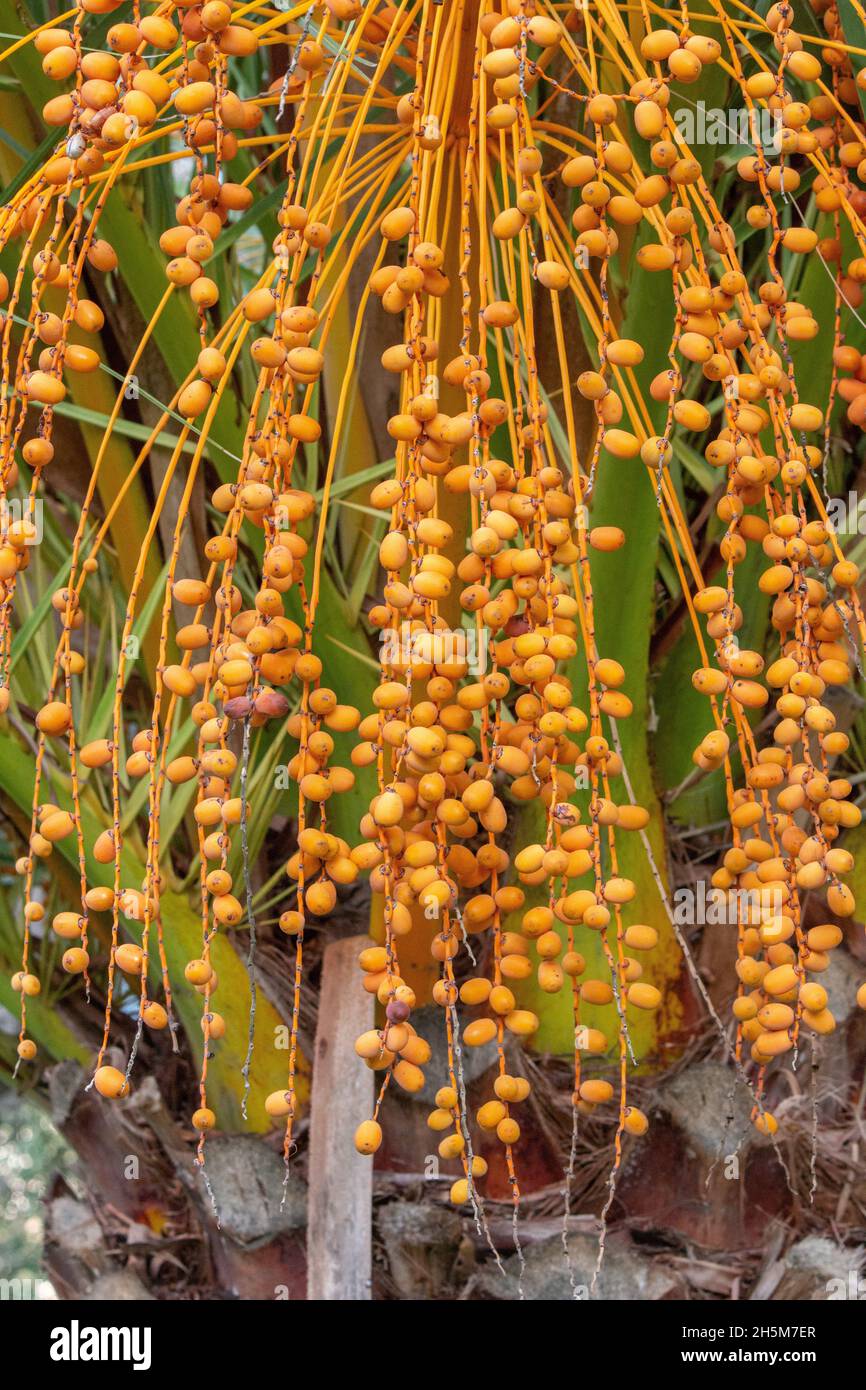 Golden yellow dates ripening on a date palm tree in afternoon light ...