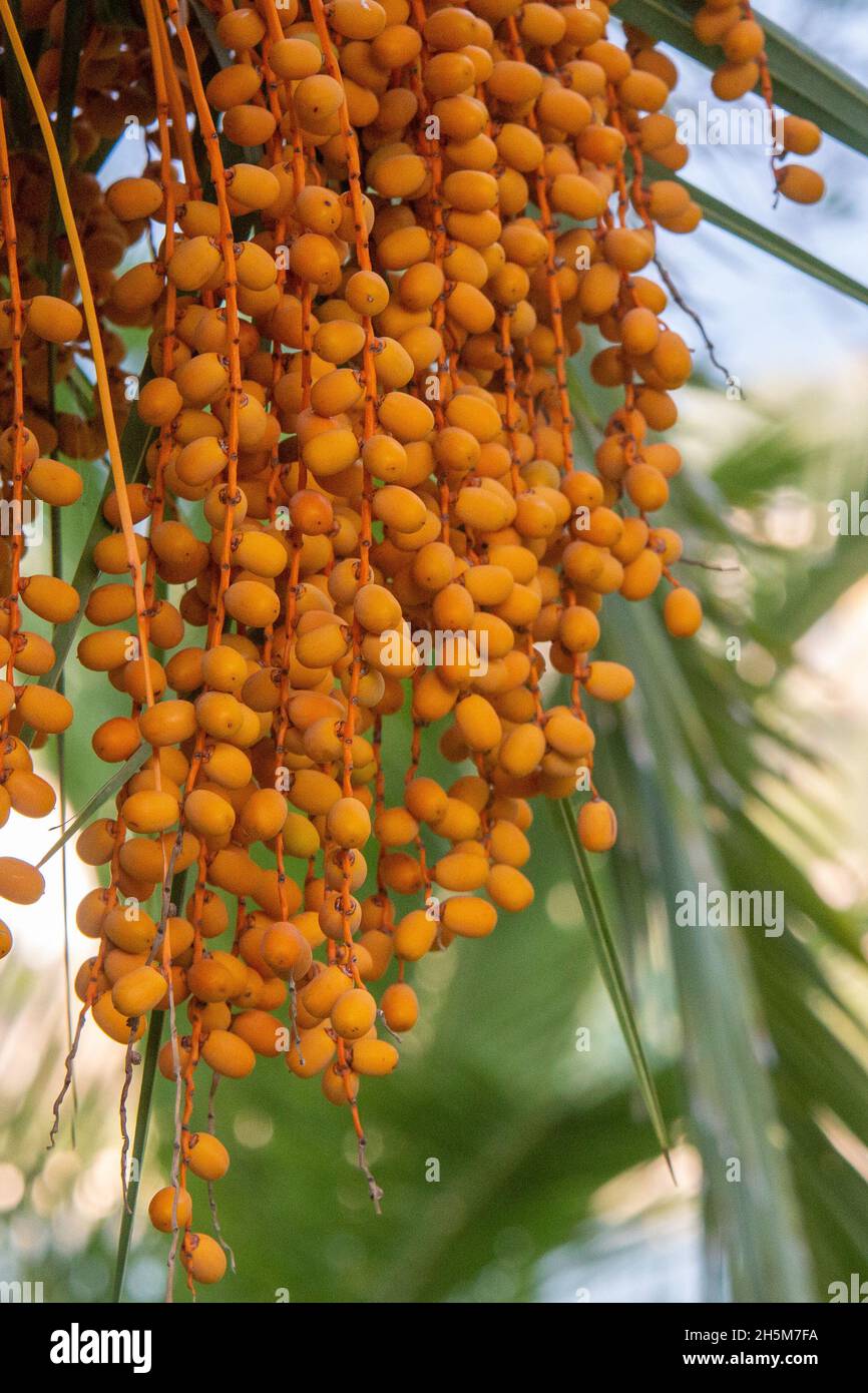Golden yellow dates ripening on a date palm tree in afternoon light ...
