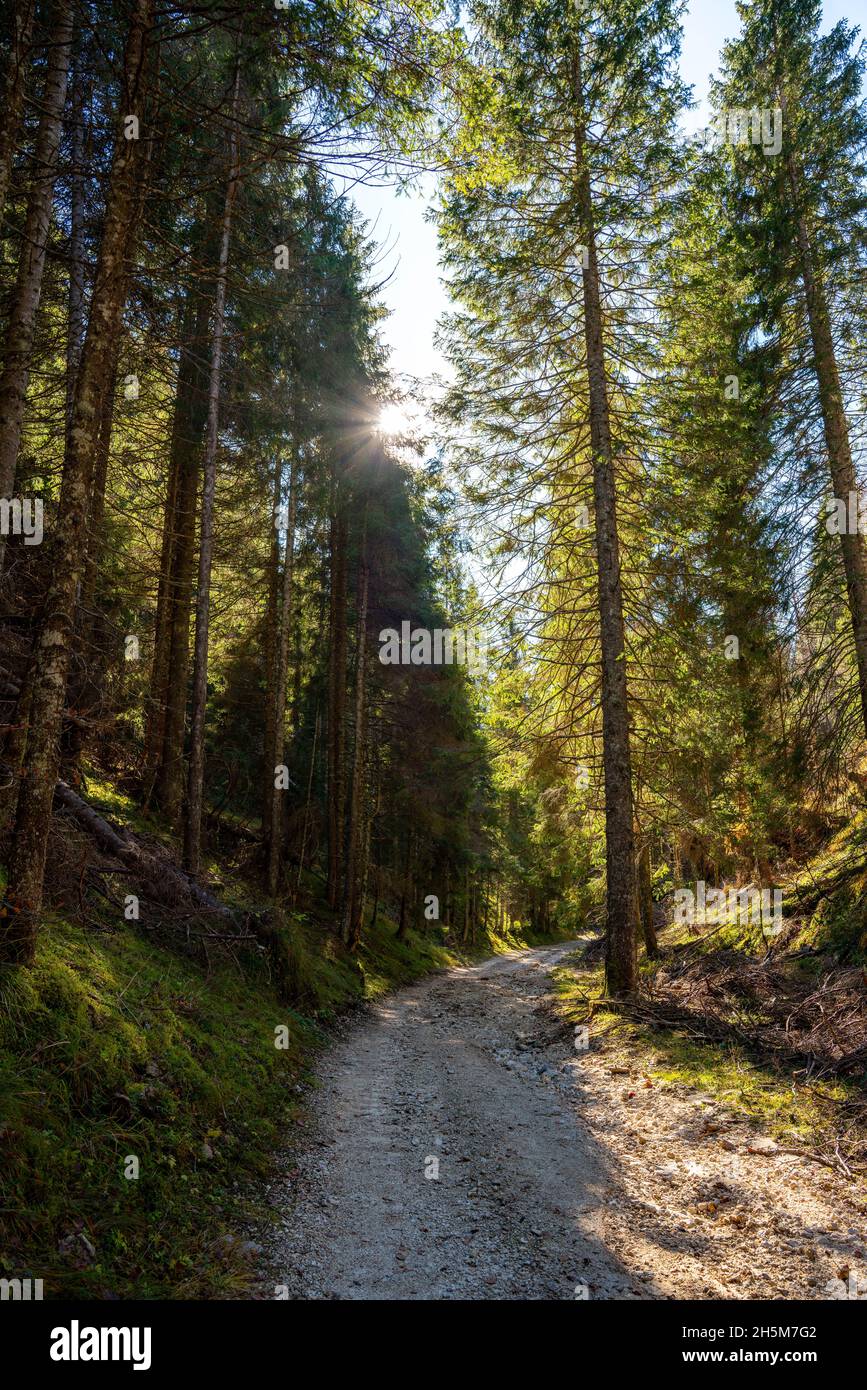 The beautiful and colorful italian forest in the Asiago alpine area ...