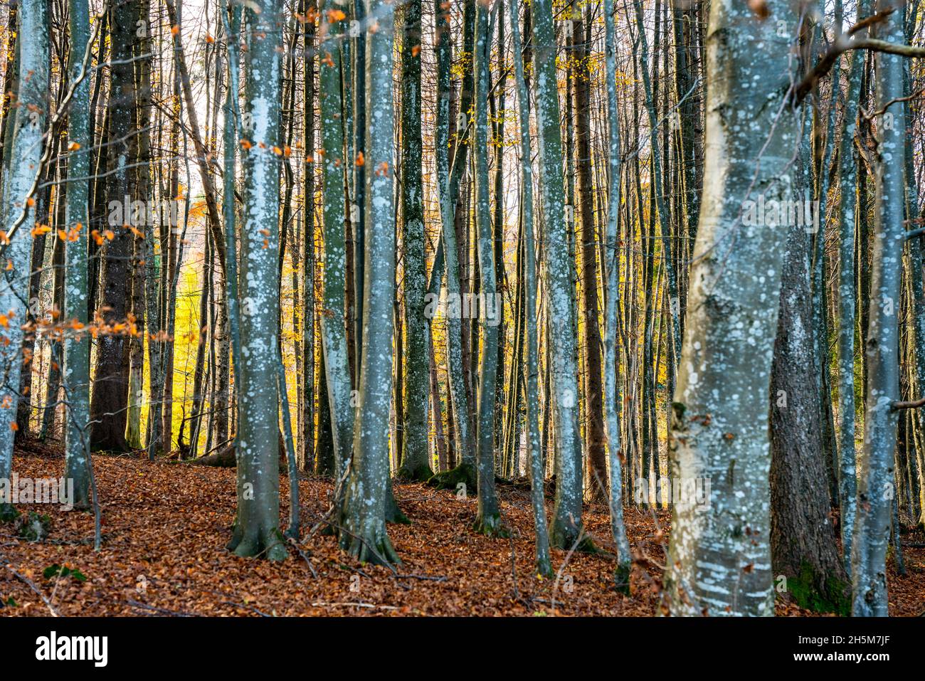 The beautiful and colorful italian forest in the Asiago alpine area ...
