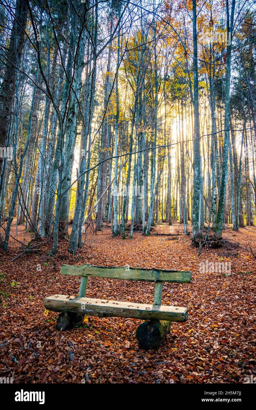 The beautiful and colorful italian forest in the Asiago alpine area ...