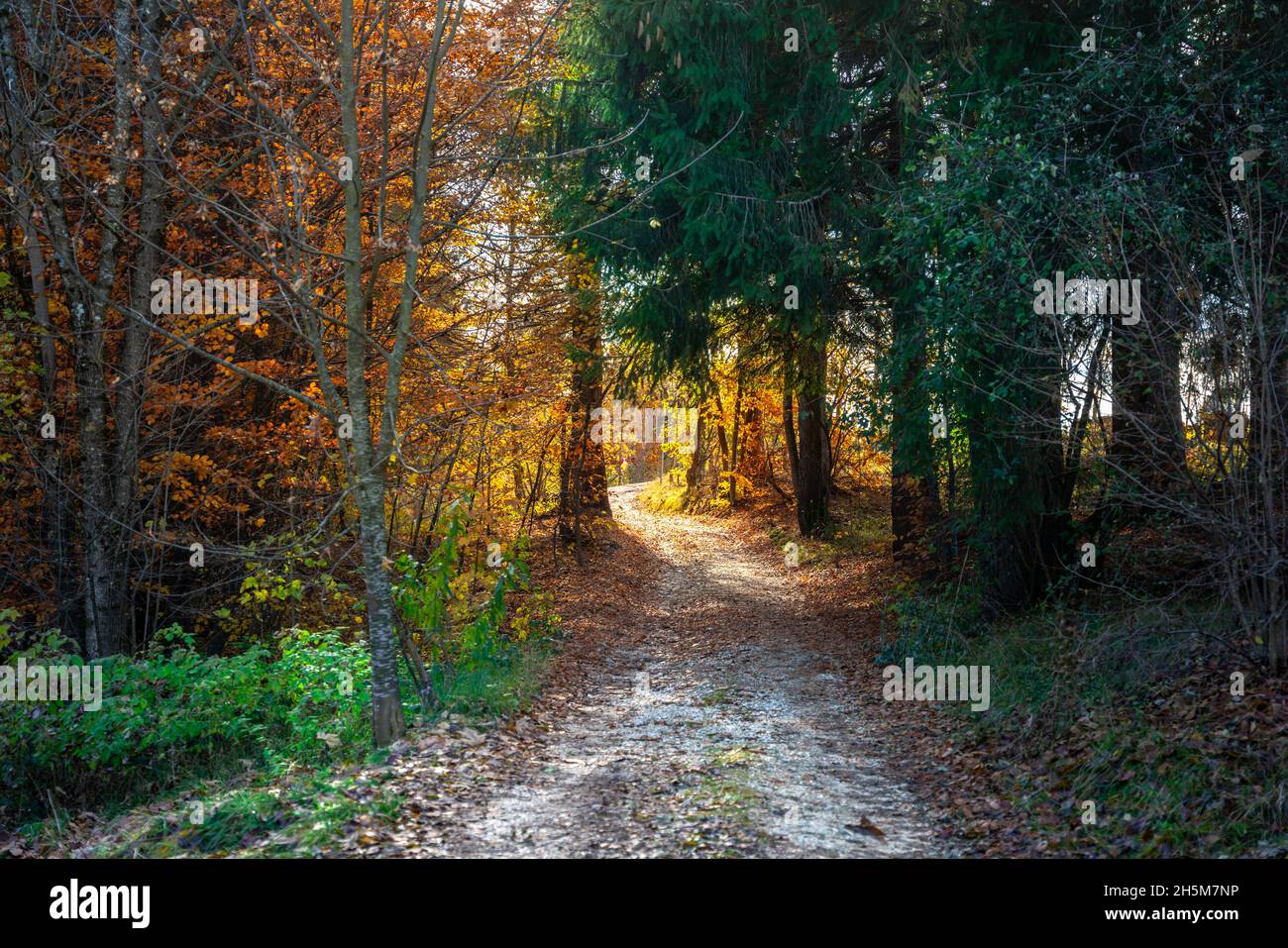 The beautiful and colorful italian forest in the Asiago alpine area ...