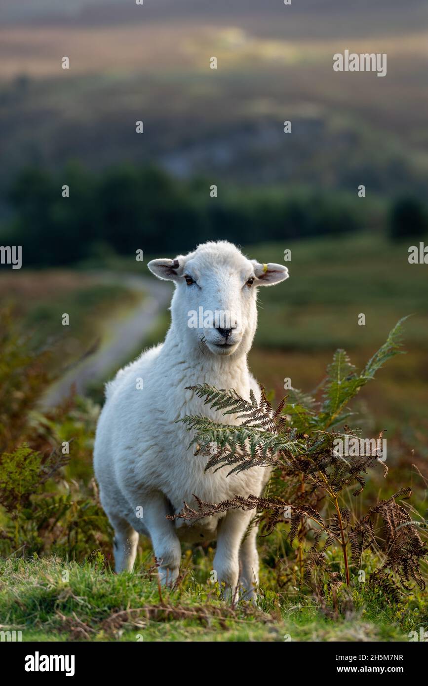 Russian white dairy hi-res stock photography and images - Alamy