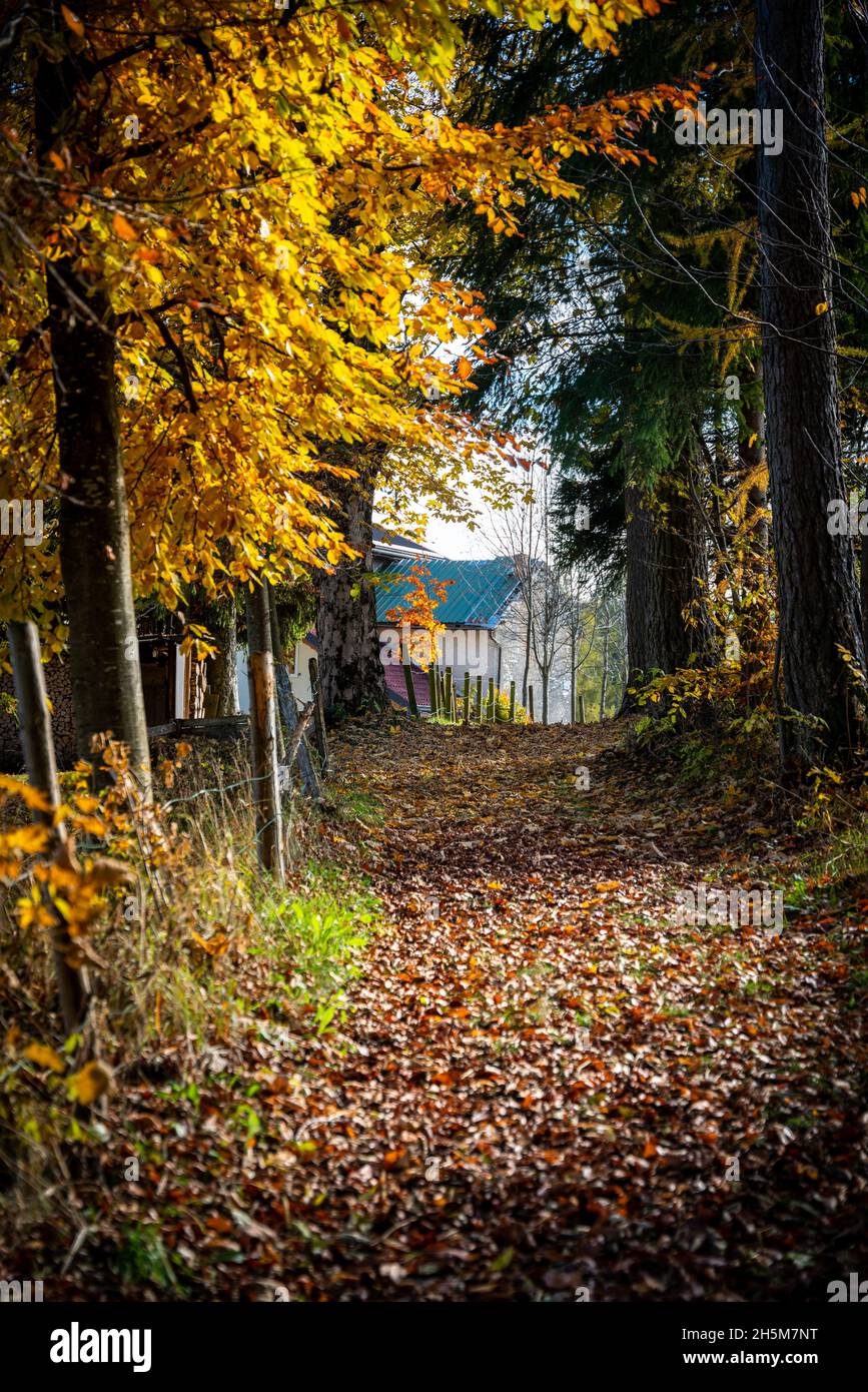 The beautiful and colorful italian forest in the Asiago alpine area ...