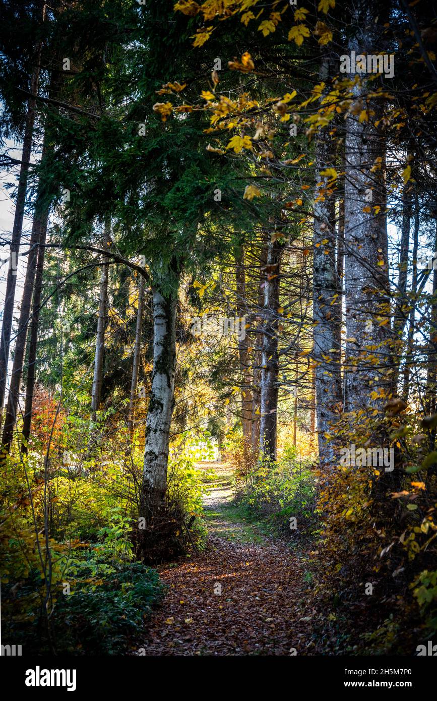 The beautiful and colorful italian forest in the Asiago alpine area ...