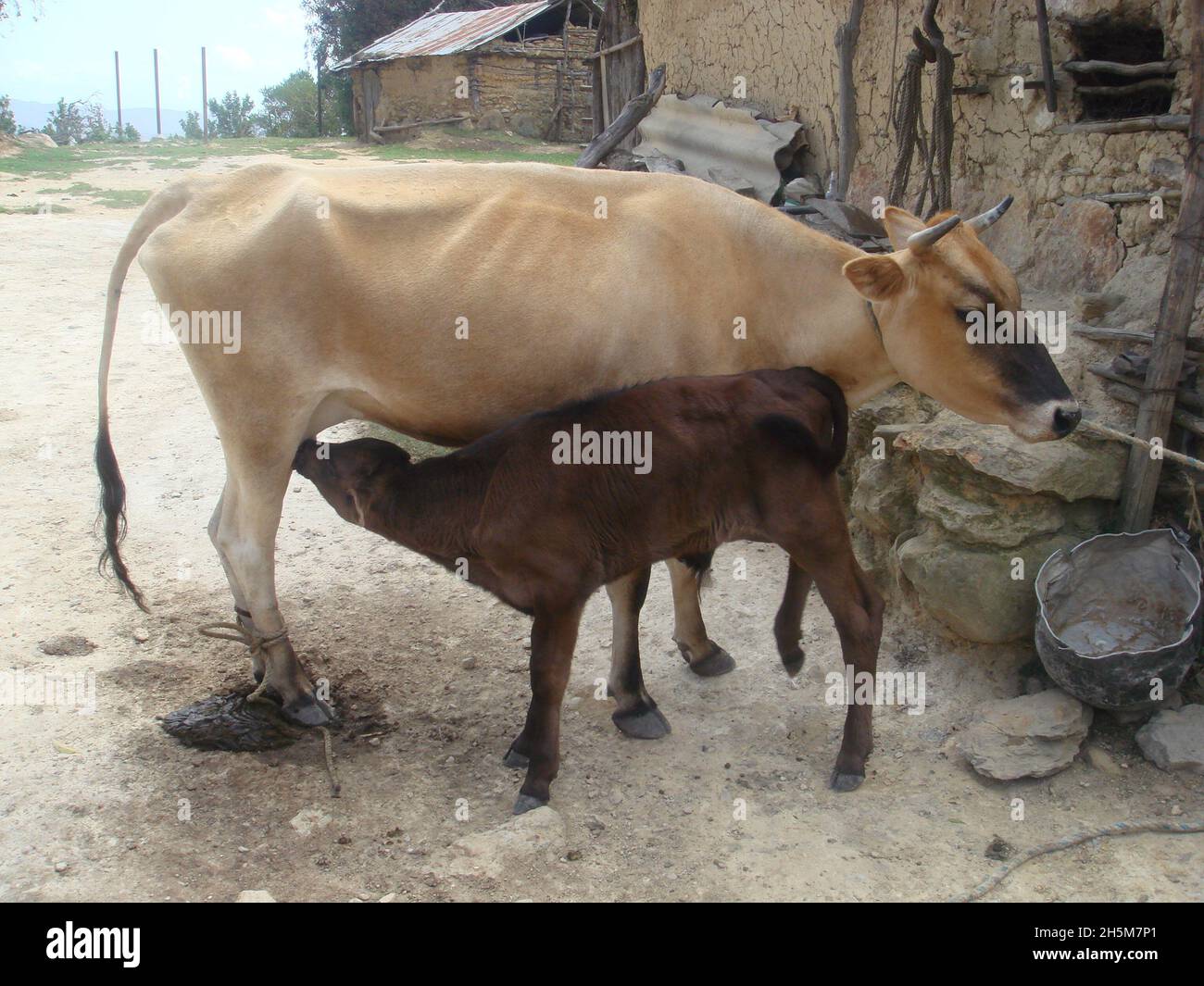 Old cow barn hi-res stock photography and images - Alamy