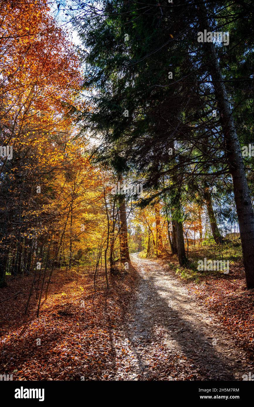 The beautiful and colorful italian forest in the Asiago alpine area ...