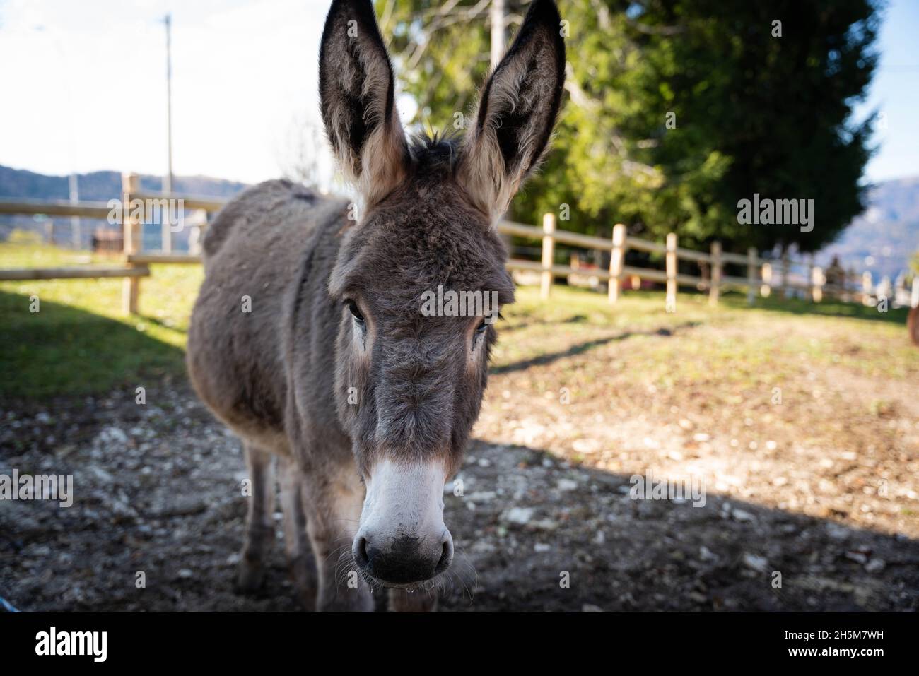 Pretty donkey foal hi-res stock photography and images - Alamy