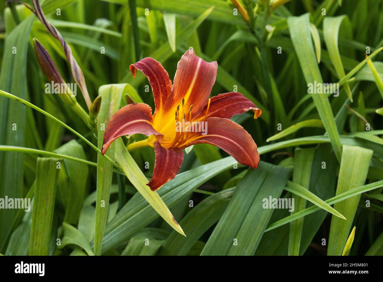A beautiful dark red Daylily, Hemerocallis in a lush garden in Estonian ...