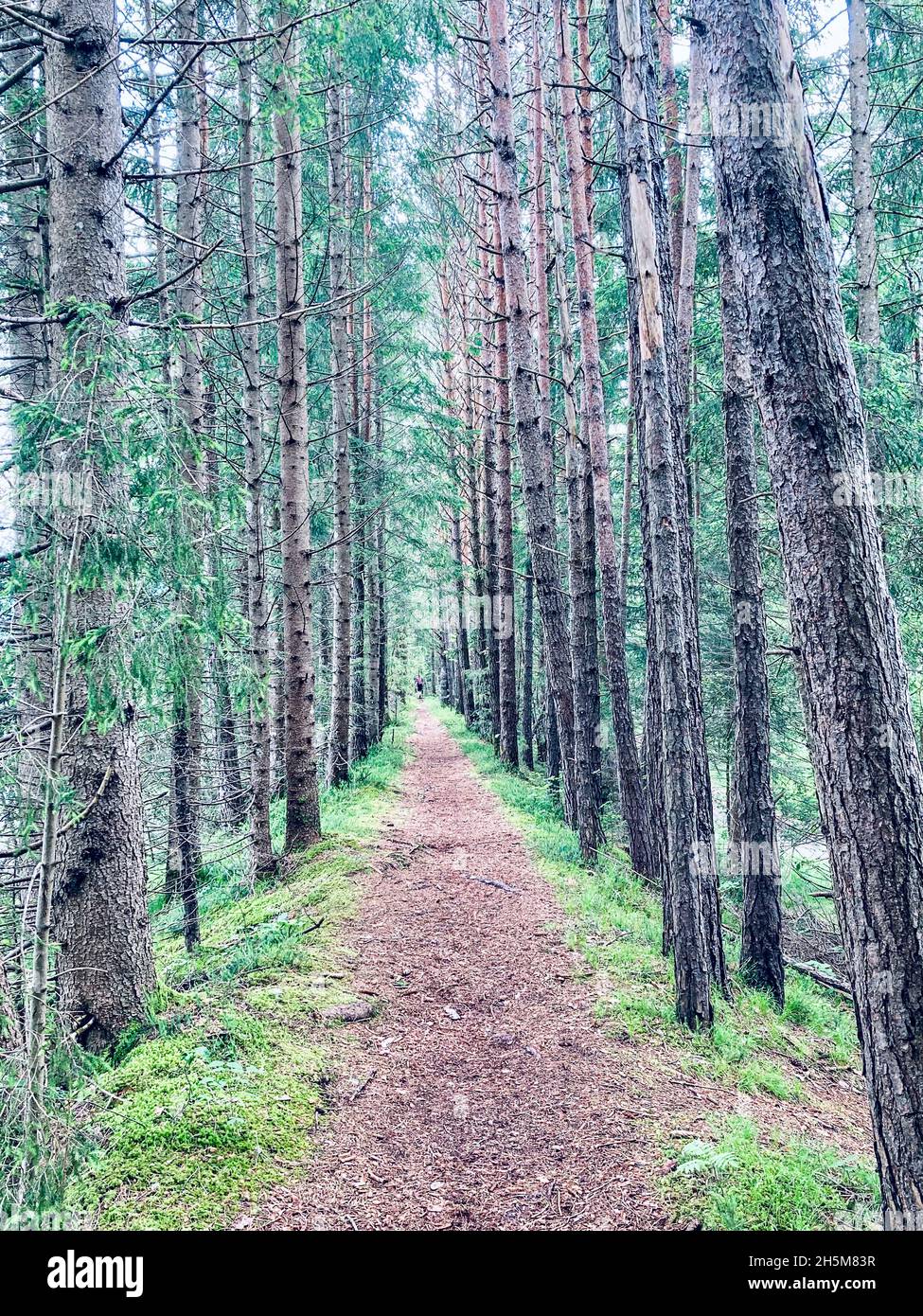 hiking path through the forest Stock Photo - Alamy