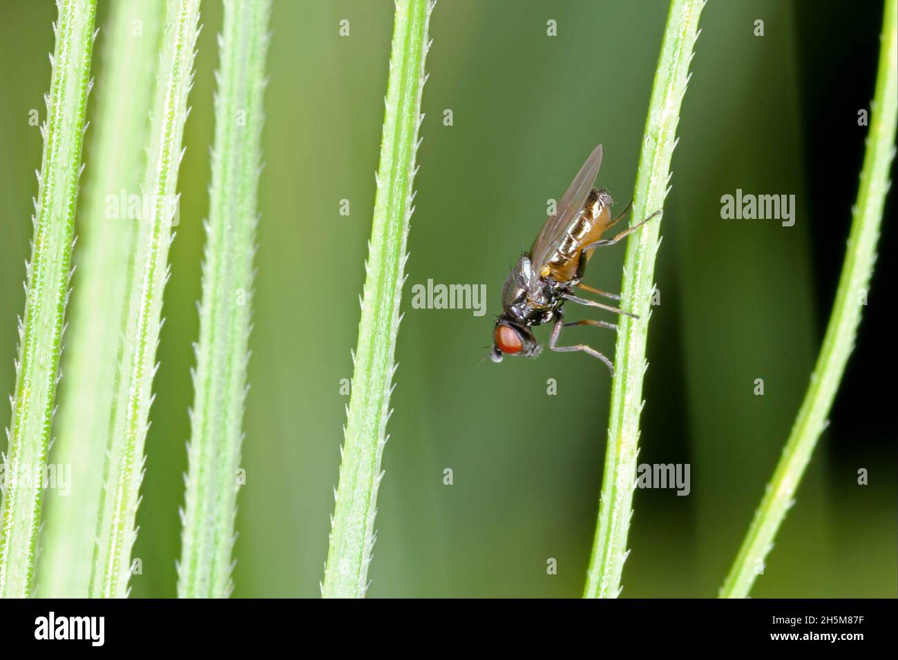 Oscinella frit is a European species of fly and member of the family ...
