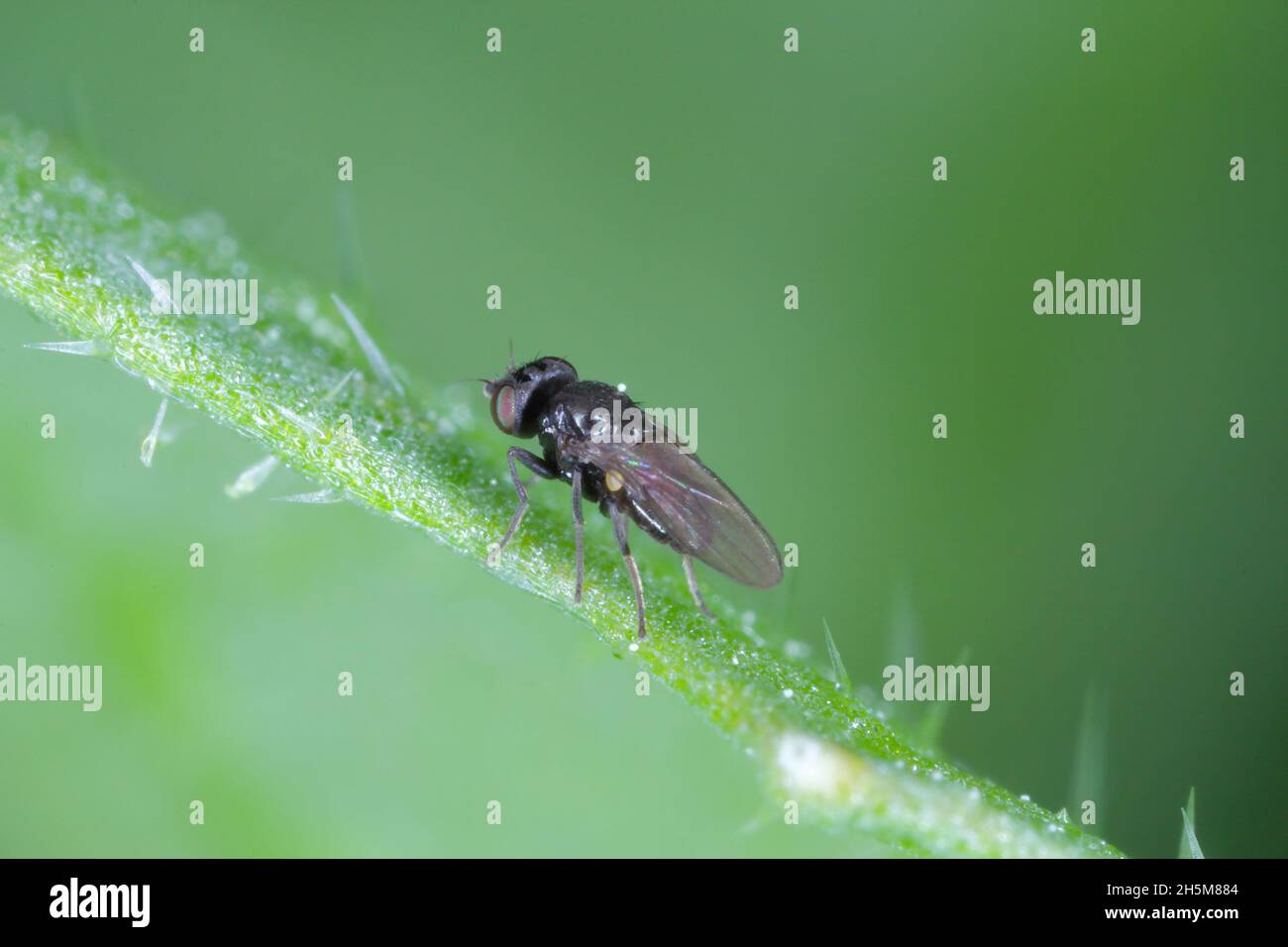Oscinella frit is a European species of fly and member of the family ...