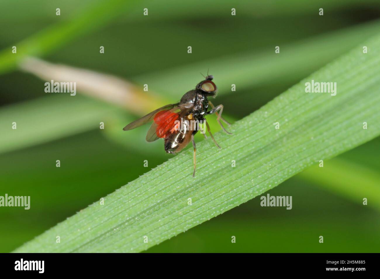 Oscinella frit is a European species of fly and member of the family ...