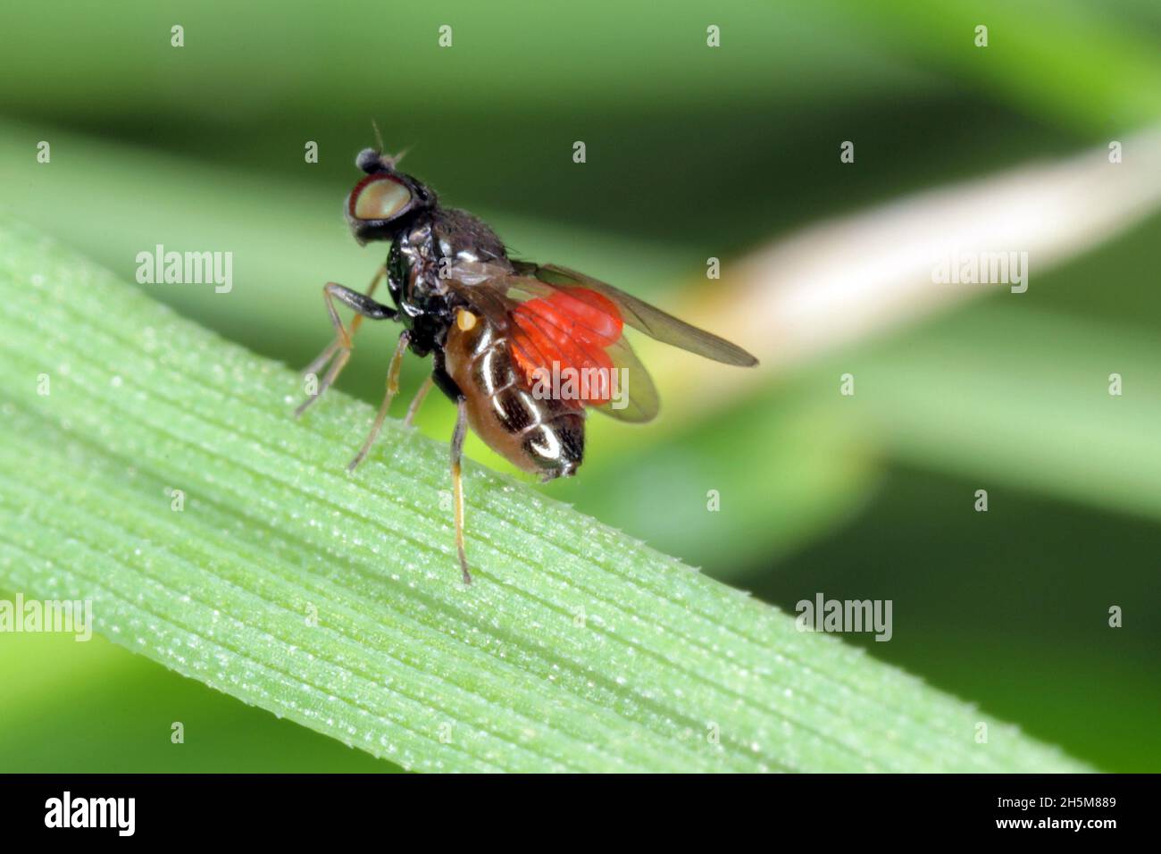 Frit fly oscinella frit larva hi-res stock photography and images - Alamy