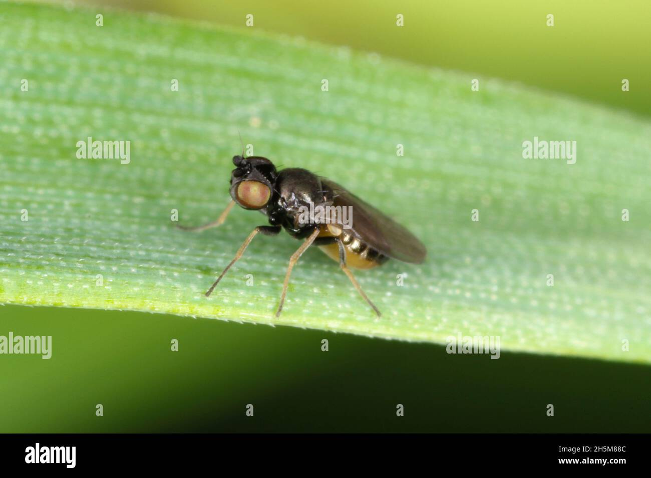 Oscinella frit is a European species of fly and member of the family ...