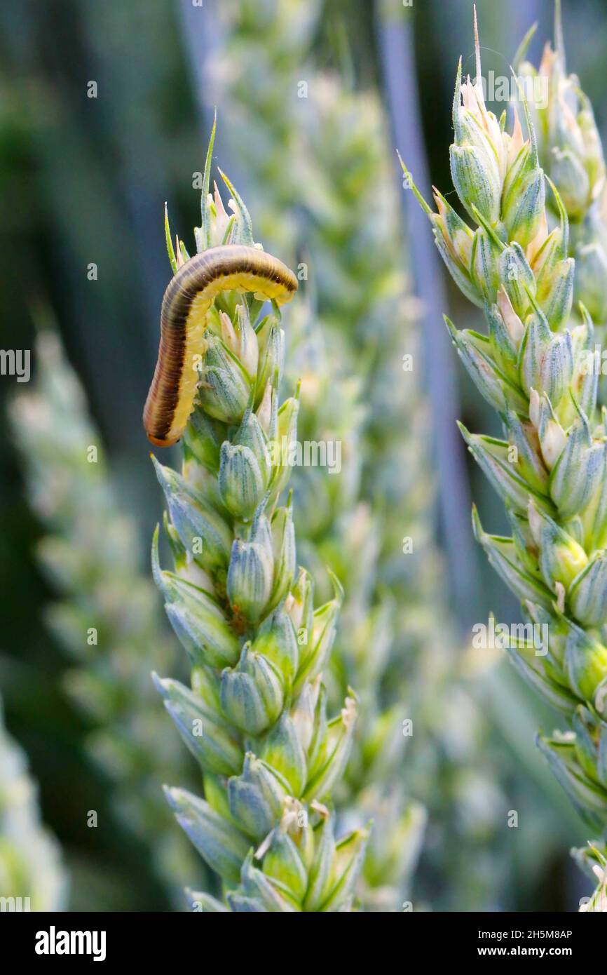 Larva of hymenoptera from Tenthredinidae family called sawflies on ...